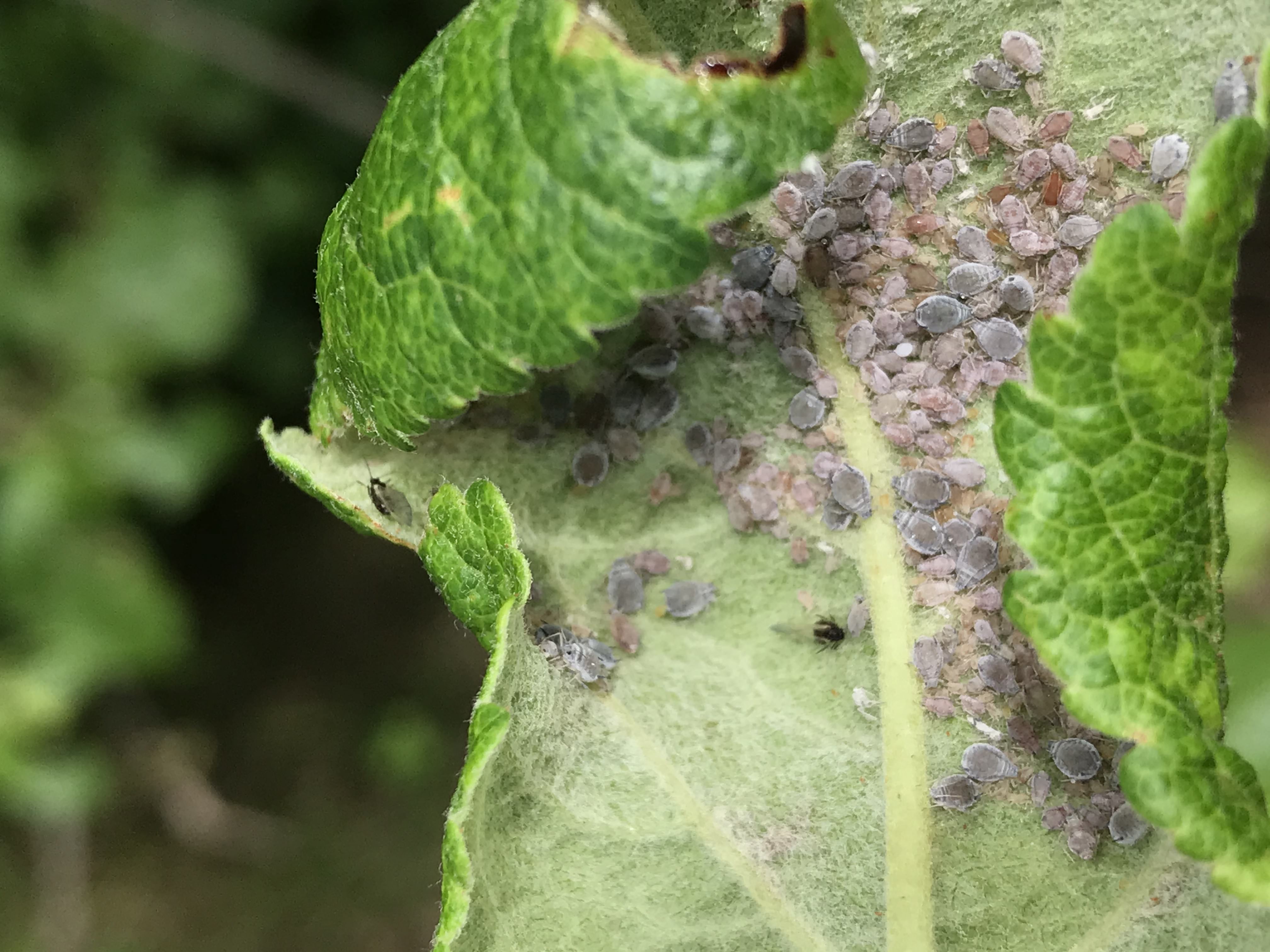 Genomic and ecological bases of aphid adaptation in the context of ...
