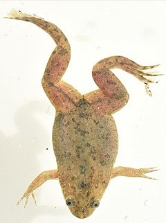 Xenopus Protein Atlas: missing proteins turn up in frogs ! – IDEEV